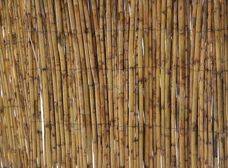 Natural Background. Dry Bamboo Surface Texture Background Stock Image ...