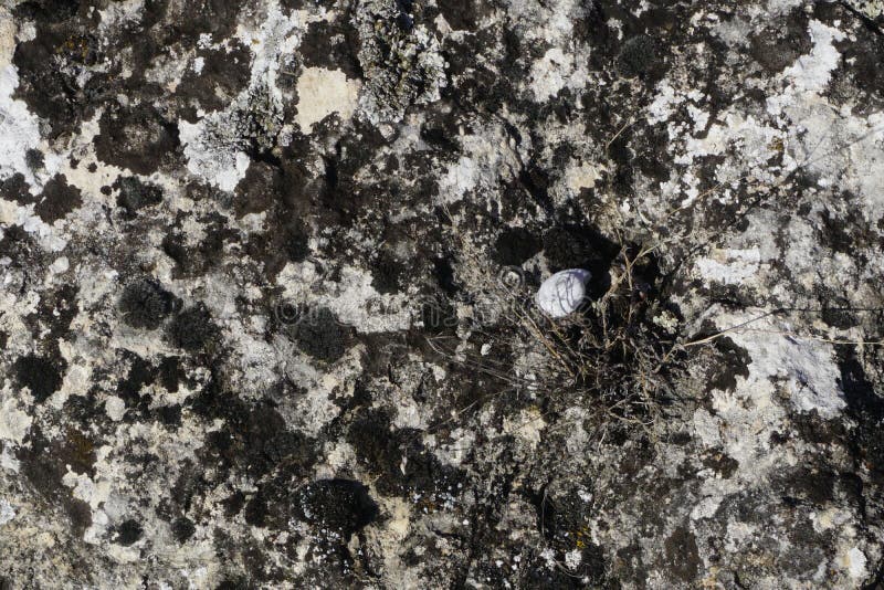 Dirt, natural background stock image. Image of earth - 159048467