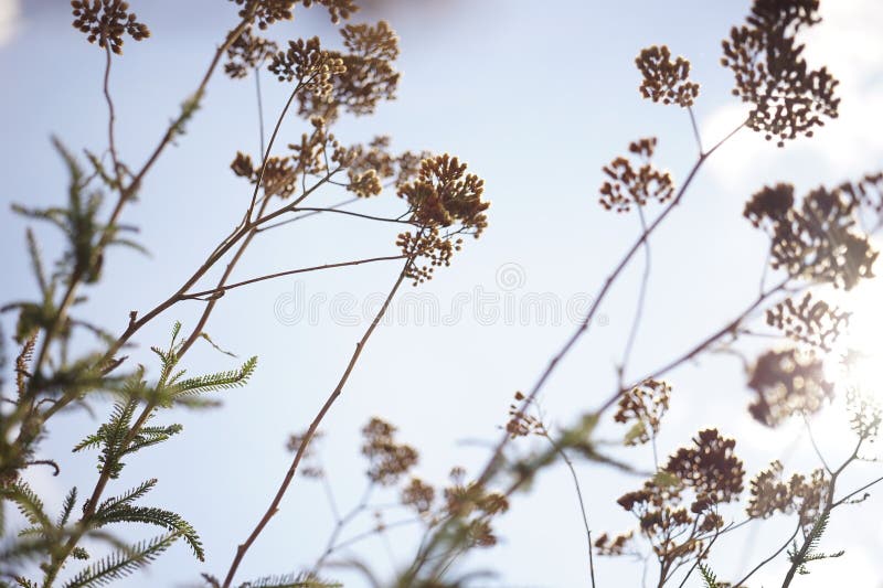 Natural Background with Dry Yarrow Flowers in Blue Sky Stock Photo ...