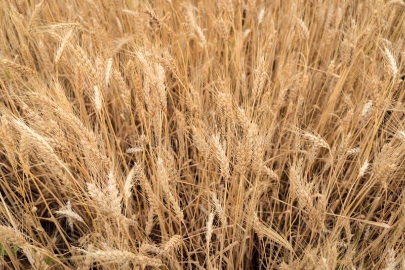 Natural Background. Ears of Wheat after the Storm Lay on the Ground ...