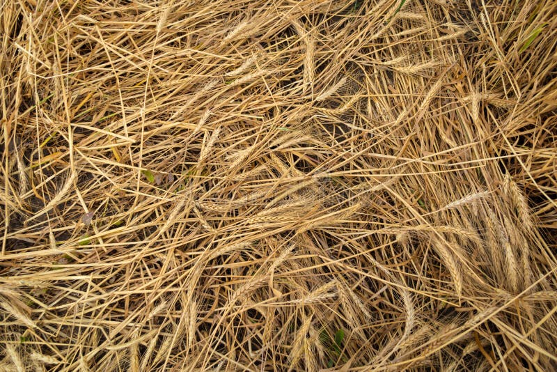 Natural Background. Ears of Wheat after the Storm Lay on the Ground ...