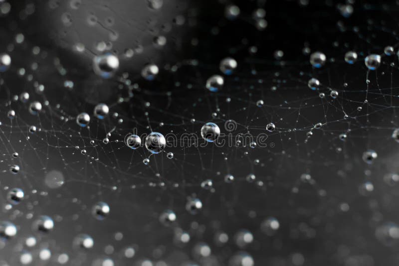 Natural Background with Filigree Spiderweb.Black and White Colored Thin ...