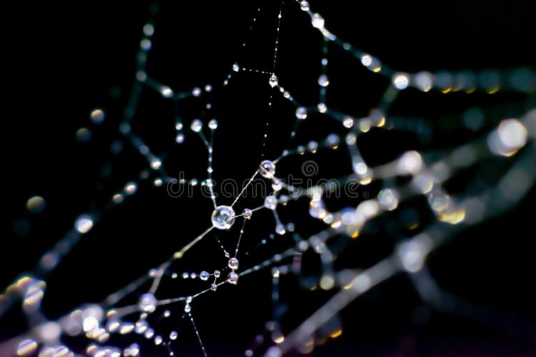 Natural Background with Filigree Spiderweb.Lots of Tiny Droplets on Web ...