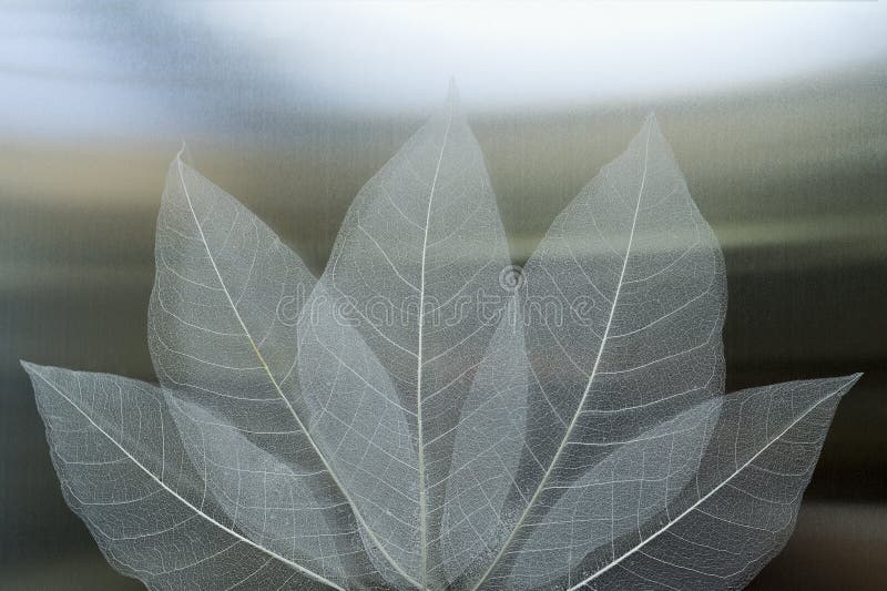 Skeletons of leaves stock image. Image of crumbly, shivery - 25631839