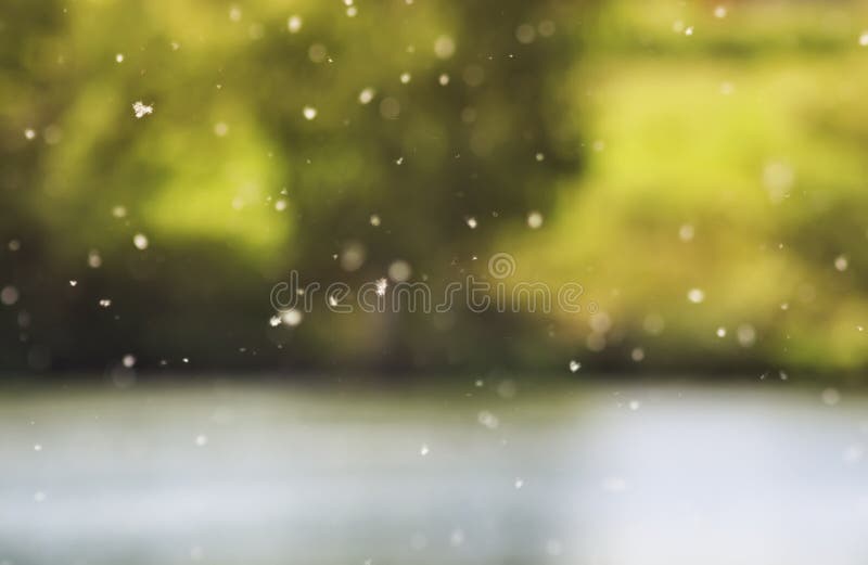 Natural Background with Fluffy White Fluff from Tree Branches Falling ...