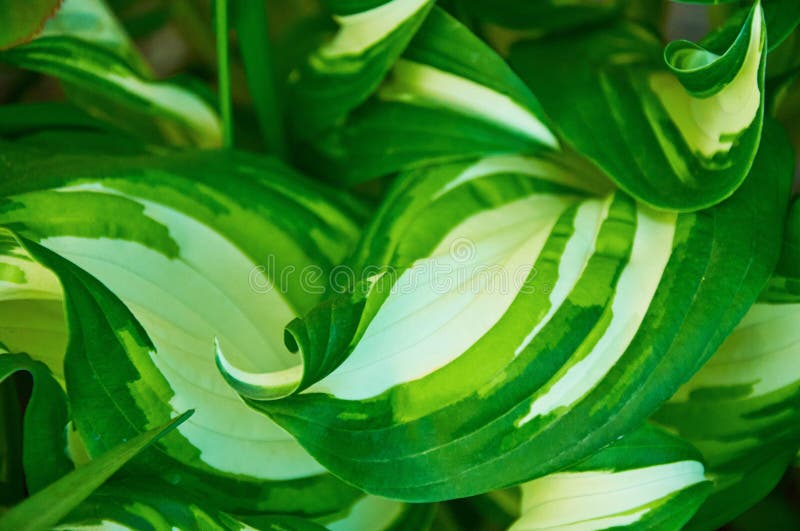 Natural Background of Fresh Green Hosta Leaves. View from Above Stock ...