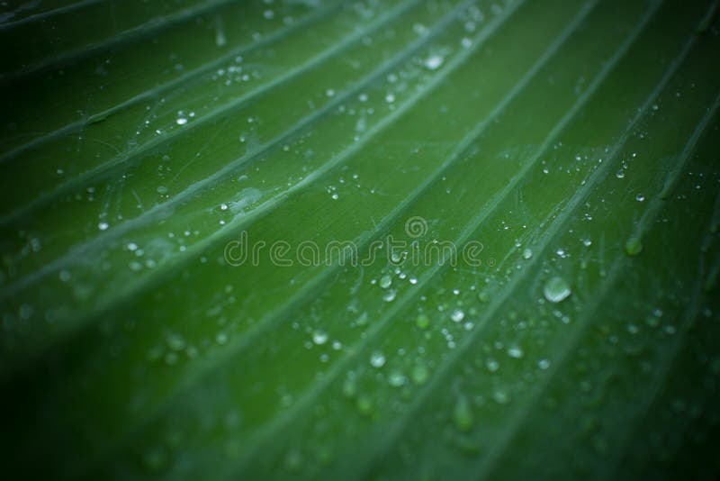 Natural Background Fresh Green Leaf Texture and Water Drops Stock Image ...