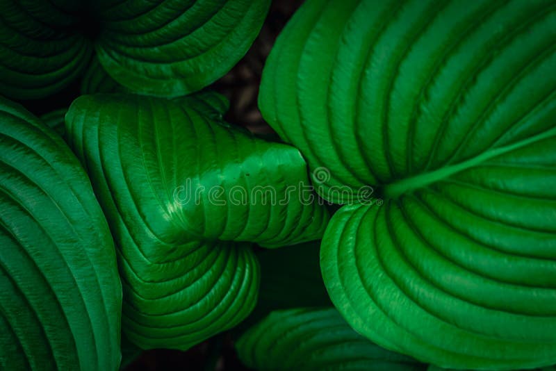 Natural Background, Fresh Green Leaves Top View. Stock Image - Image of ...