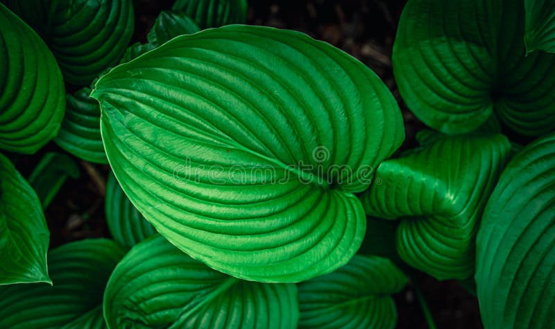 Natural Background, Fresh Green Leaves Top View. Stock Image - Image of ...