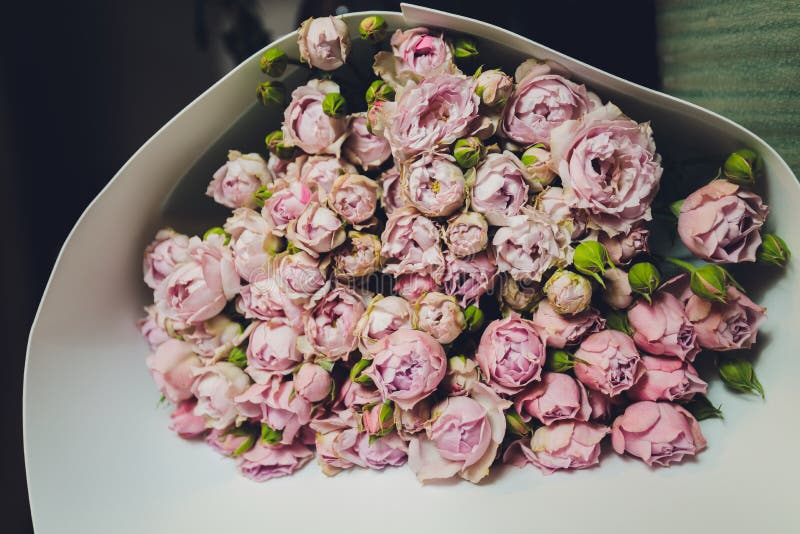 Natural Background of Fresh Roses. Soft Focus. Stock Photo - Image of ...