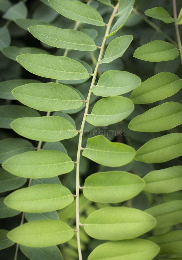 Natural Natural Background of Green Acacia Leaves Stock Photo - Image ...