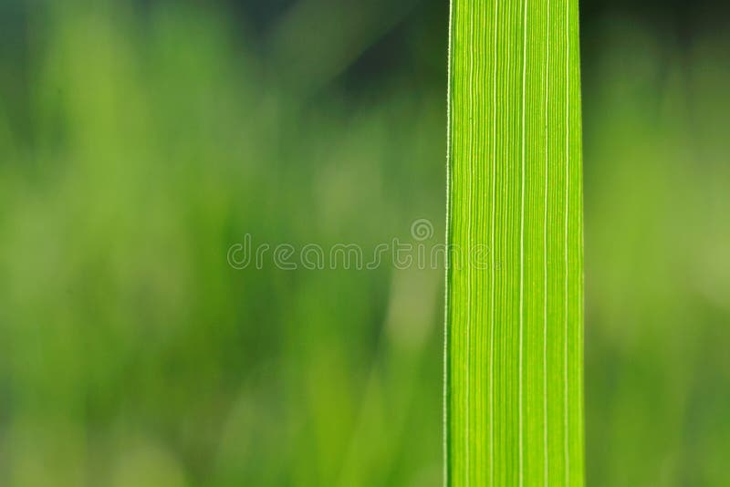 1,800+ Blade grass Free Stock Photos - StockFreeImages