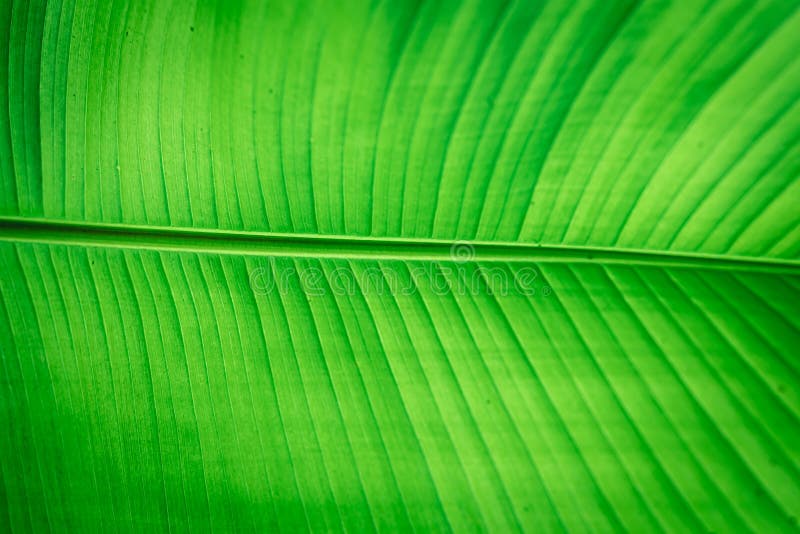 Natural Background, Green Leaf Texture. Stock Image - Image of focus ...