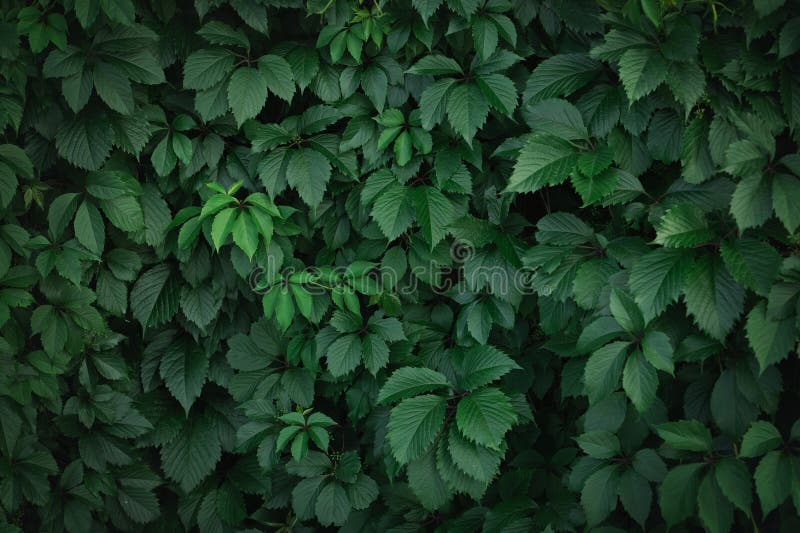 Natural Background of Green Leaves, Nature Abstract Wallpaper Stock ...