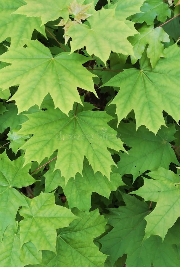 Natural Background, Green Maple Leaves Stock Image - Image of seasonal ...