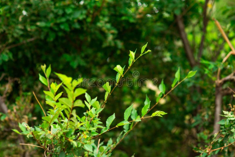 Natural Background. Green by Nature. Natural Branches. Stock Image ...