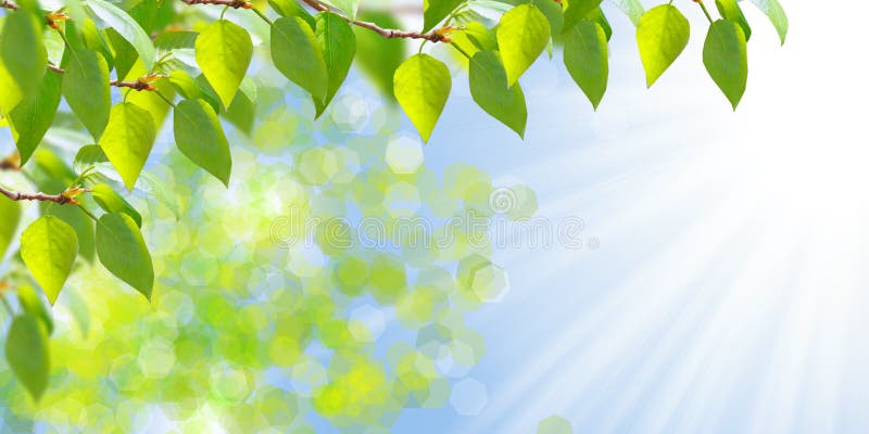 Grass Border on Natural Green Background Stock Vector - Illustration of ...