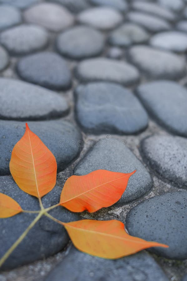 Autumn leaf stock photo. Image of cobbled, construction - 58685266