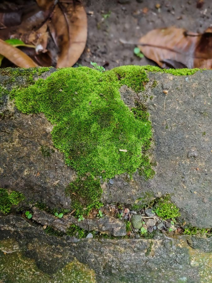 Natural Background. Lumut that Grows in between Rocks Stock Image ...