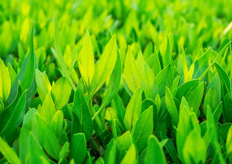 Natural Background Of Macro Bush Leaves, Dense Vegetation, Soft Focus ...