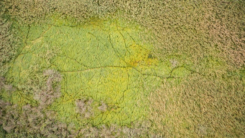 Natural Background with a Meadow and Reed Fields from Top View Stock ...