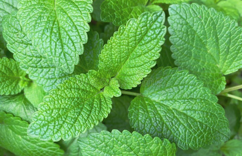 Natural Background from Mint Branches. Closeup of Mint Texture Stock ...