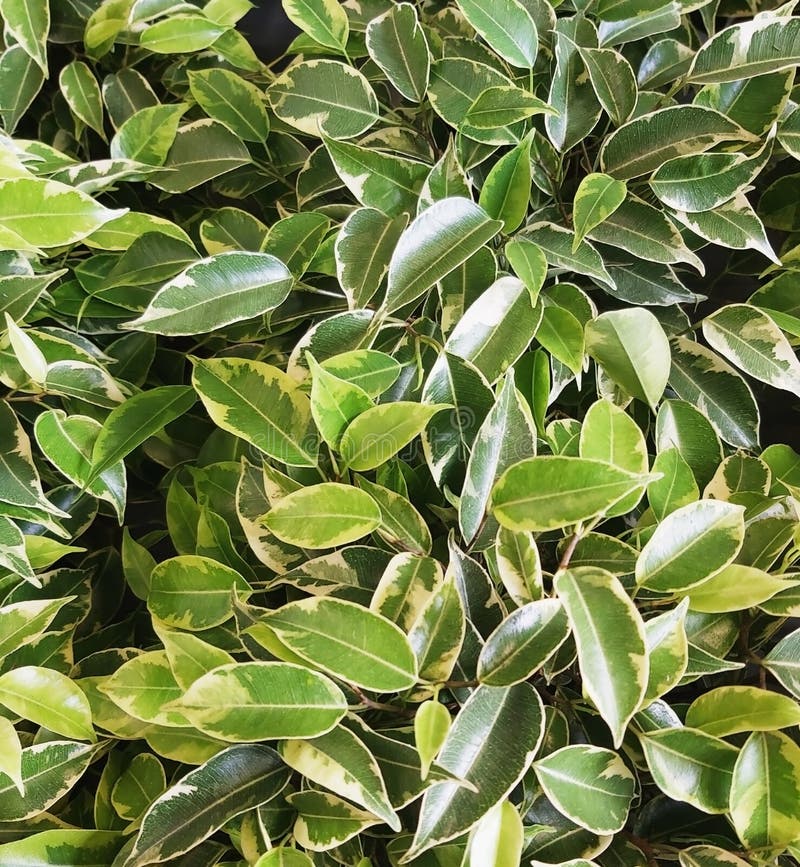 Green Mottled Background Abstract Pattern With Geometric Base Gradient ...