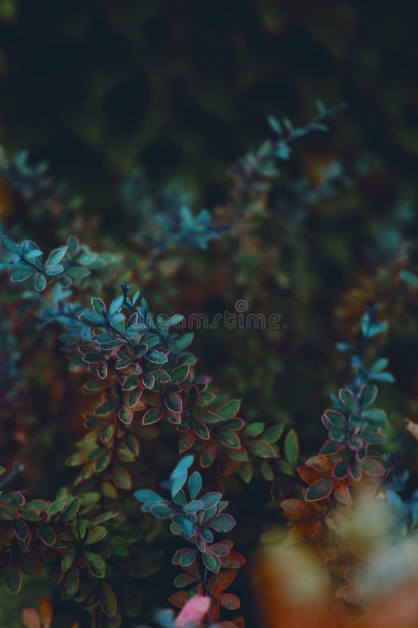 Natural Background from Multi-colored Leaves of Plants Stock Photo ...