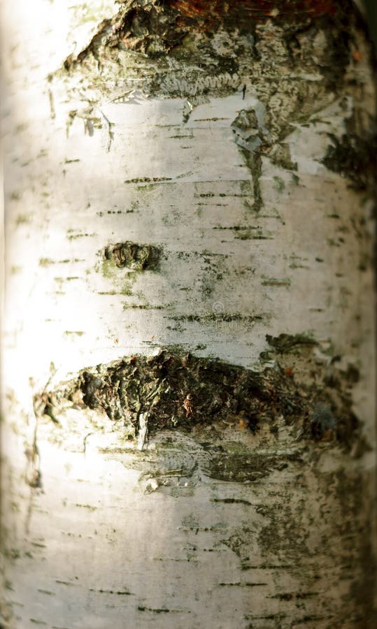 Natural Background Old Birch Tree Bark Embossed Texture with Patterns ...