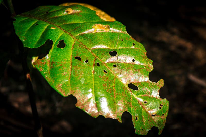 Natural Background Old Leaves Stock Image - Image of background, trunk ...