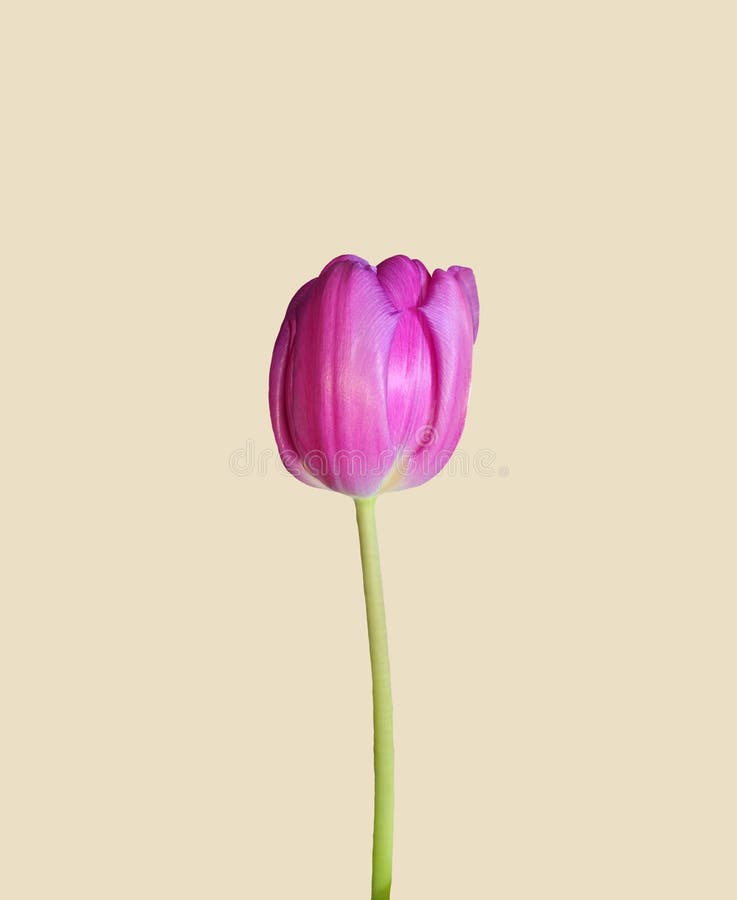 Natural Background with One Flower Isolated in Color Background Stock ...