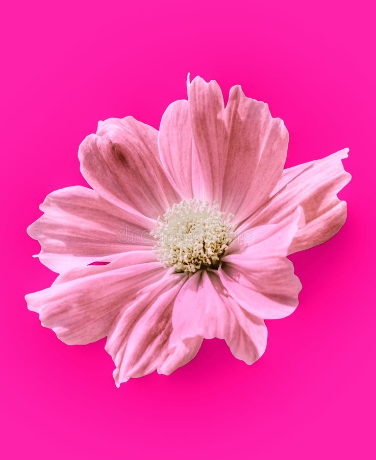 Natural Background with One Flower Isolated in Color Background Stock ...