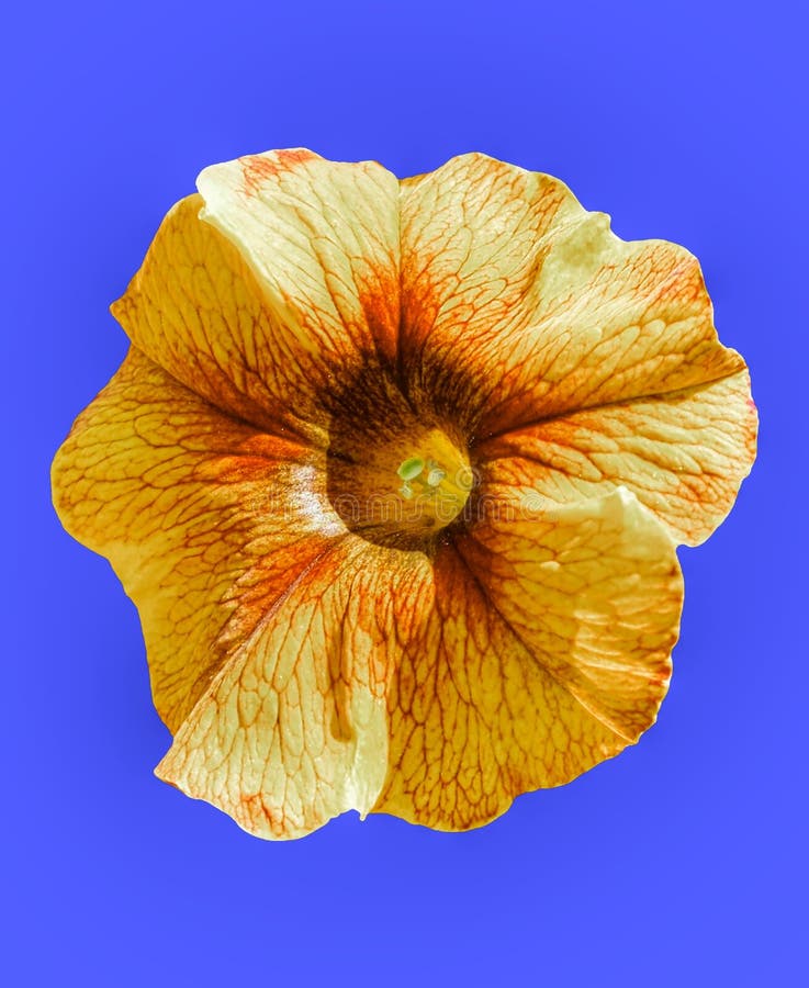 Natural Background with One Flower Isolated in Color Background Stock ...