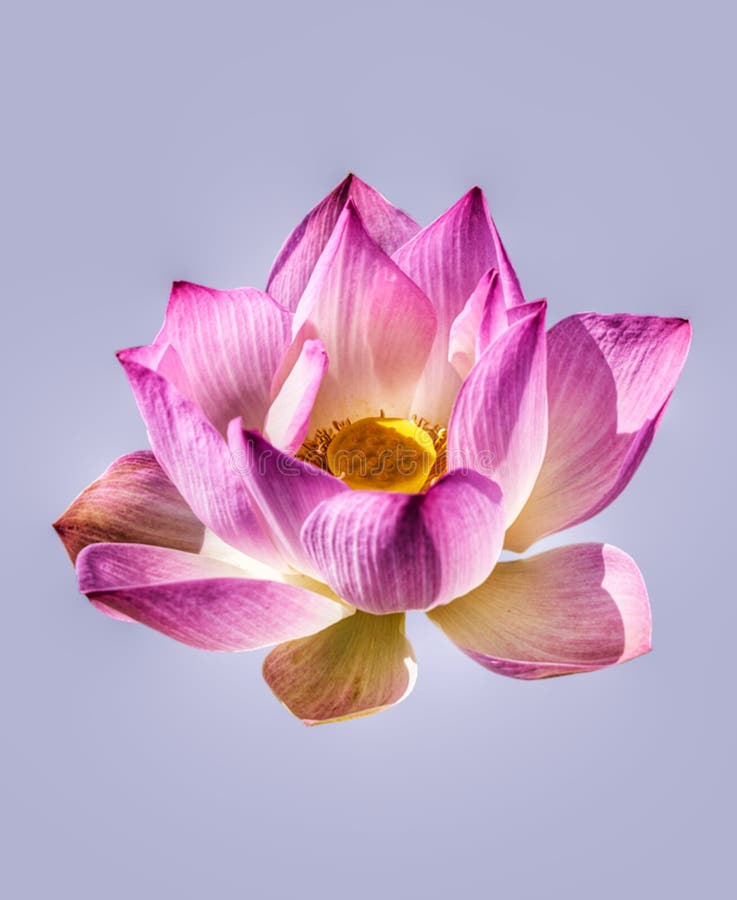 Natural Background with One Flower Isolated in Color Background Stock ...