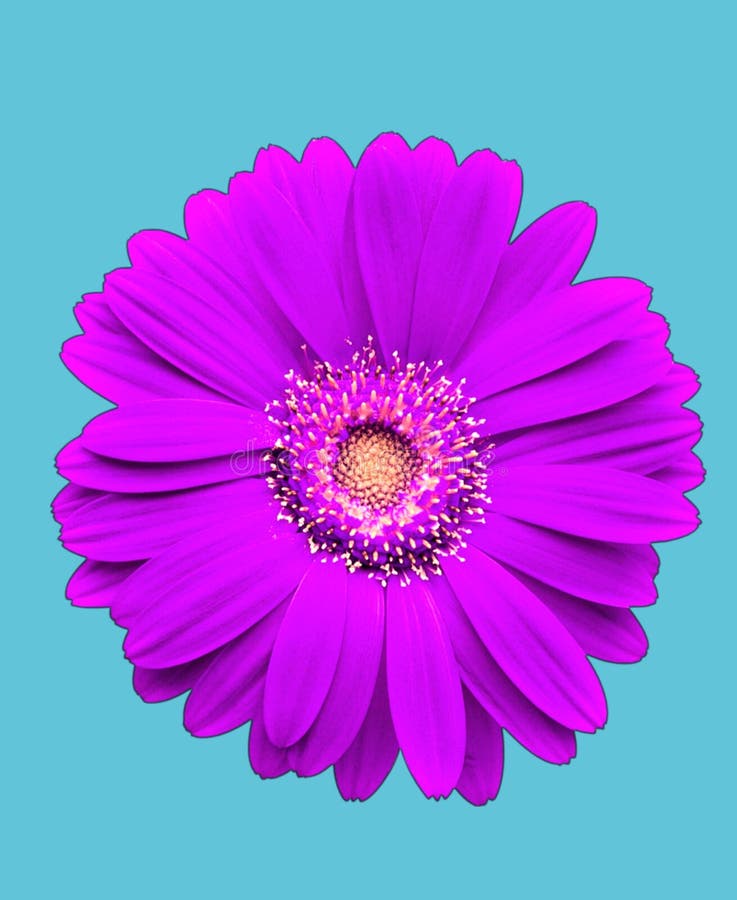 Natural Background with One Flower Isolated in Color Background Stock ...