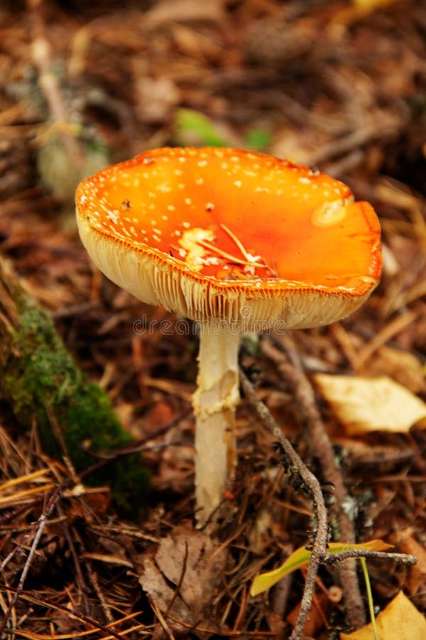 One mushroom stock photo. Image of outside, fungus, growth - 233999346