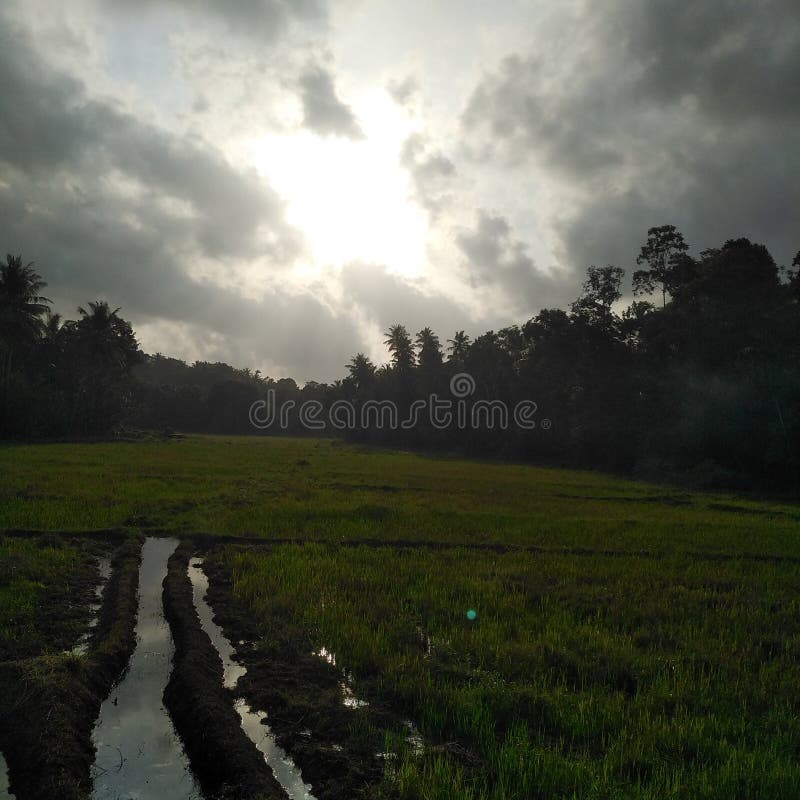 Natural Background Paddy Fields Sky Dark Colour Clouds Sun Rising ...