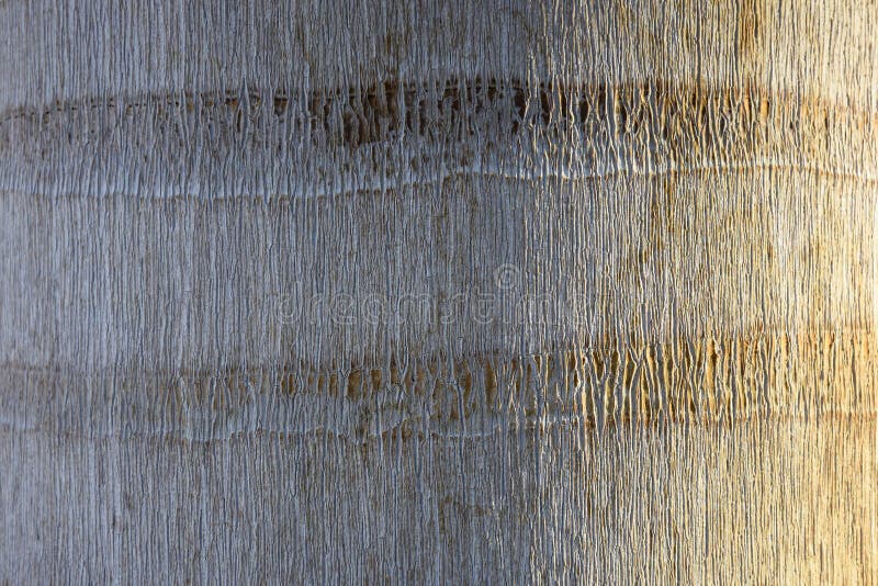 Lighting Big Tree Solar Stock Photos - Free & Royalty-Free Stock Photos ...