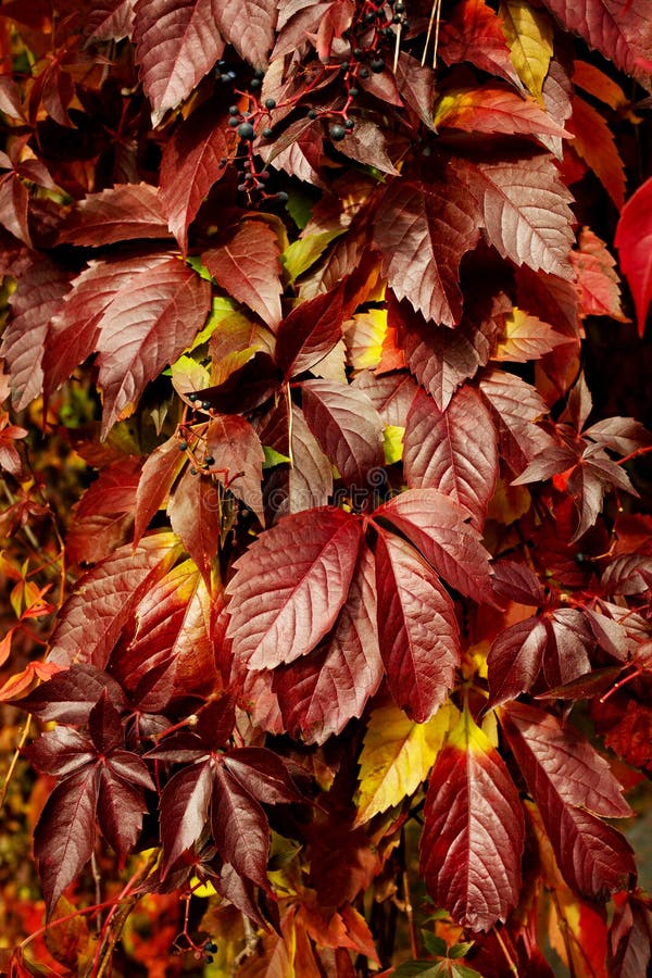 Natural Background with Red Grape Leaves Stock Image - Image of leaf ...