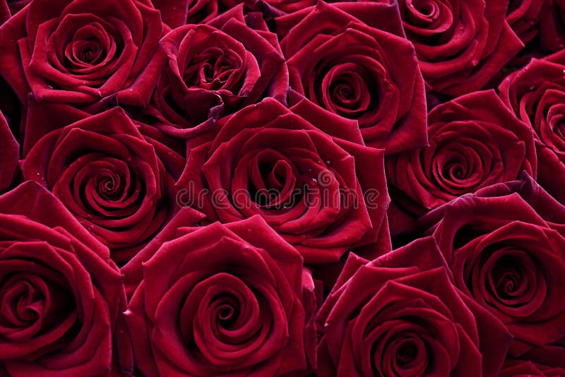 Natural Background from Red Roses in Red Color 2023 Stock Photo - Image ...