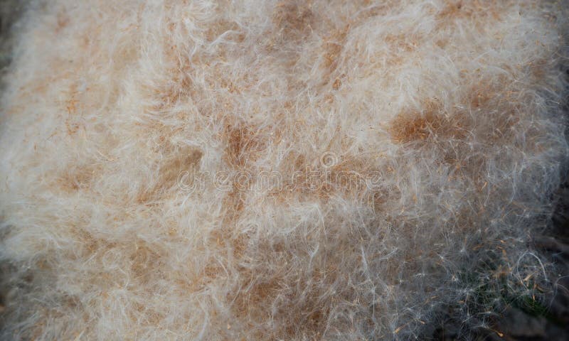 Natural Background. Reed Fluff with Grains Stock Image - Image of ...