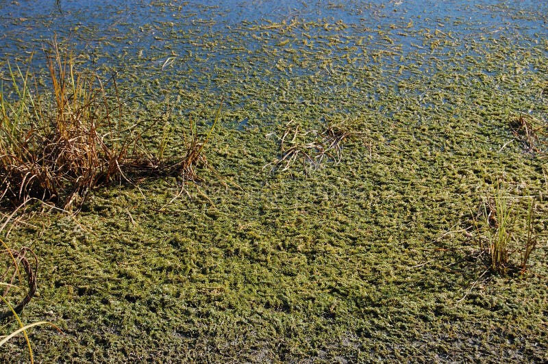 Wetland Texture Seamless Stock Photos - Free & Royalty-Free Stock ...