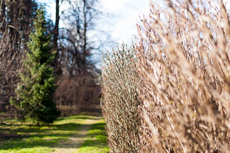 Natural Background with Side View of Grass on the Rocky Ground View of ...