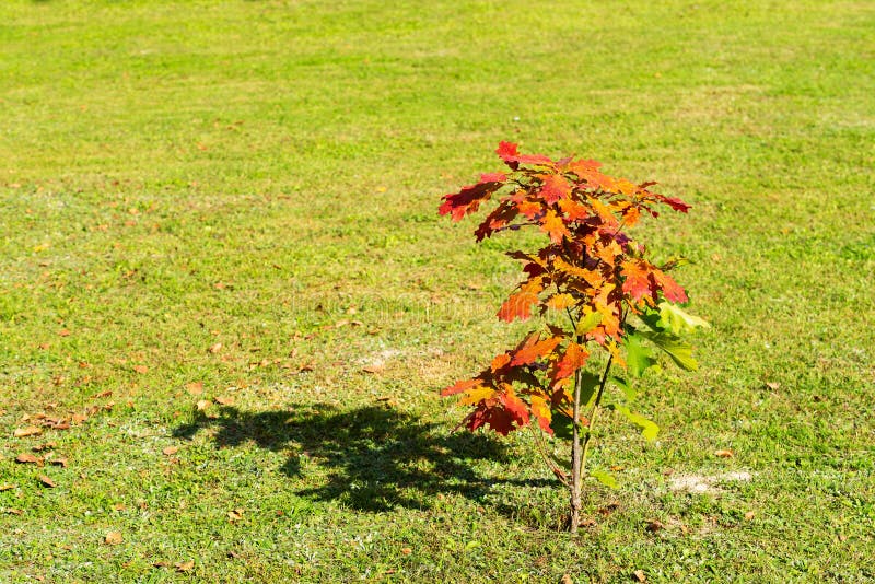 Natural Background with a Small Tree and Copy Space Stock Image - Image ...
