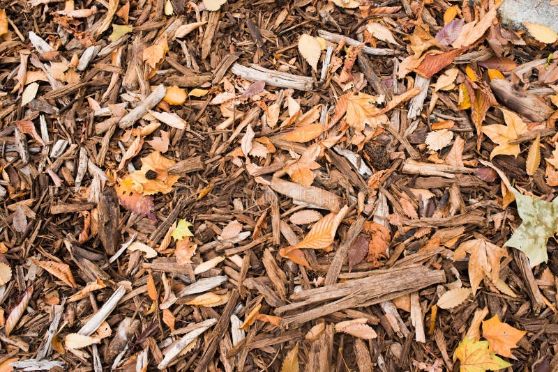 Natural Background. Small Wood Sticks and Dry Leaves on the Ground ...