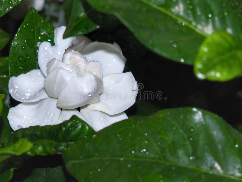 Natural Background with Spectacular Flowers in the Garden Stock Photo ...