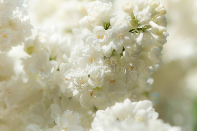 Natural lilac background stock photo. Image of beautiful - 135912974