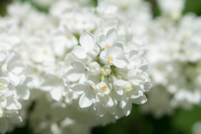 Natural lilac background stock photo. Image of fresh - 135912978
