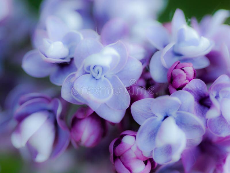 Natural lilac background stock photo. Image of flowers - 135913928