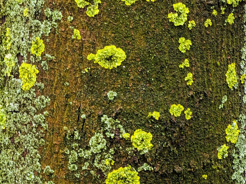 Natural Natural Background of Texture of Bark of Living Sycamore Tree ...